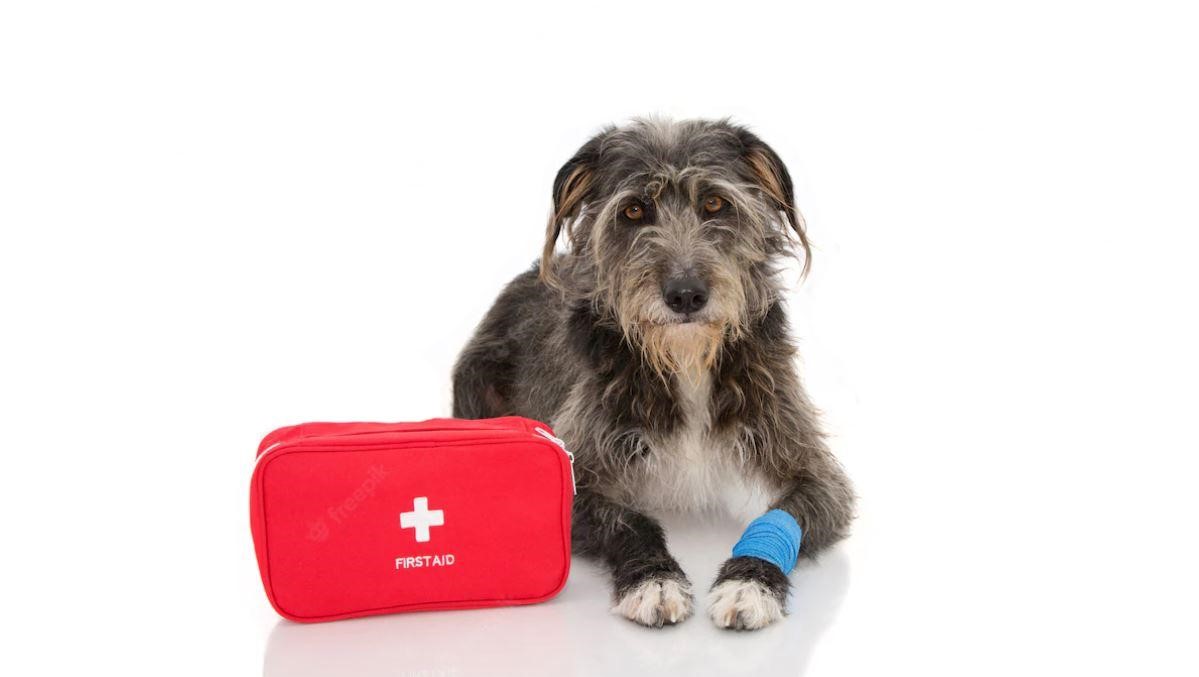 How To Prepare A First Aid Kit For Pets - Gauze Care