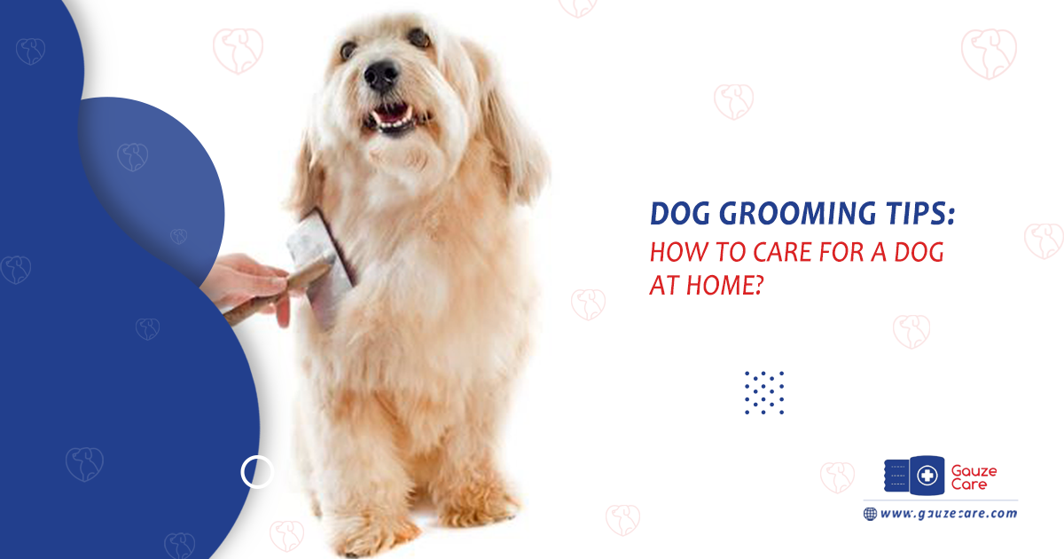 Dog Grooming Tips: How To Care For A Dog At Home?